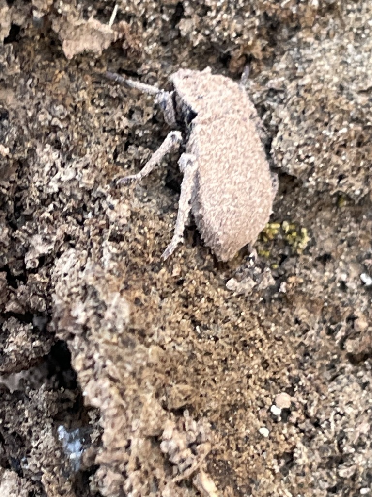 Stenomorpha from Loreto, Baja California Sur, Mexico on October 26 ...