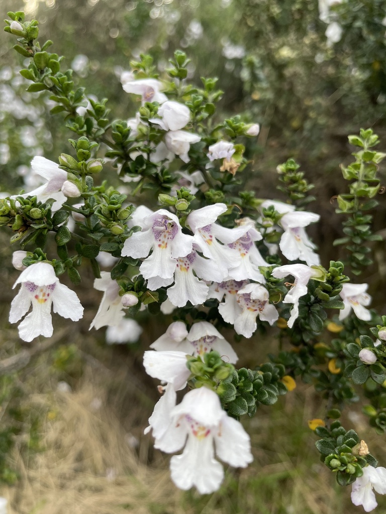 alpine mint bush from Kosciuszko National Park, Thredbo, NSW, AU on ...