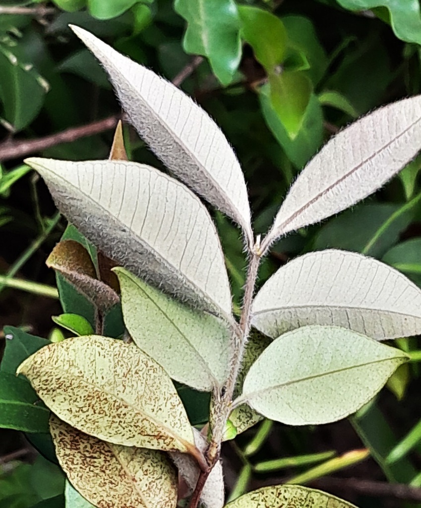 Grey Myrtle from Colo NSW 2756, Australia on December 8, 2023 at 12:28 ...