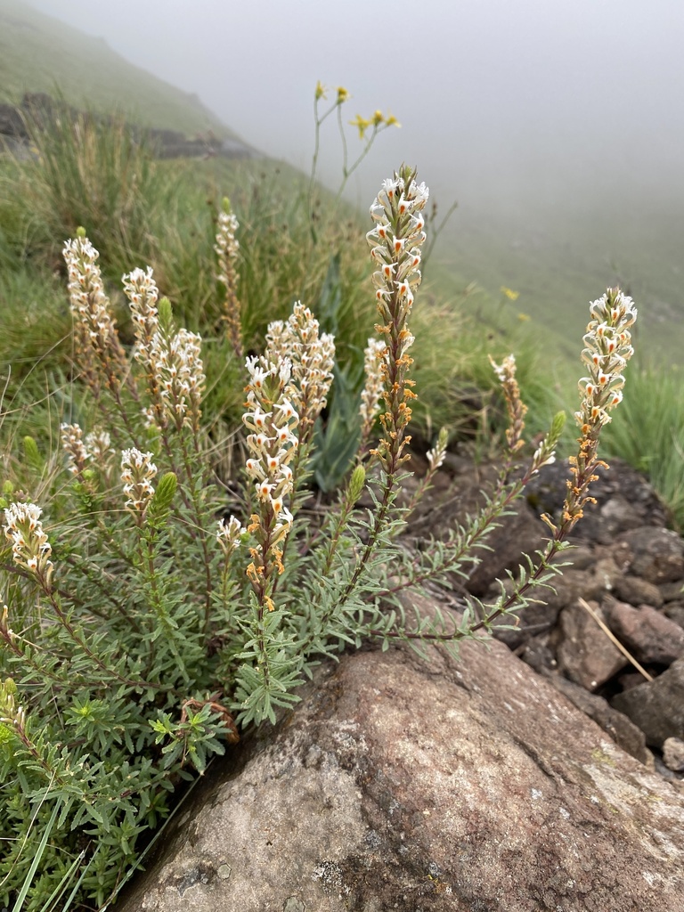 Eastern Shrubby Slugwort from Maluti A Phofung, Qwa-Qwa, FS, ZA on ...