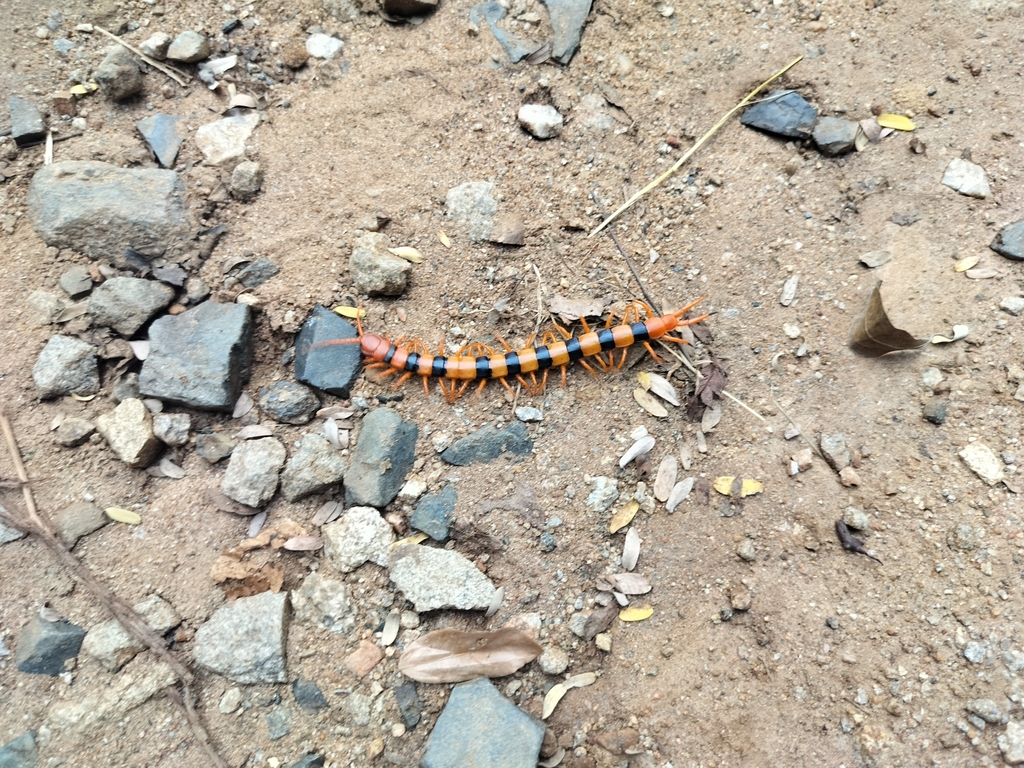 Indian Tiger Centipede from Ramapuram NFCC falls on December 9, 2023 at ...