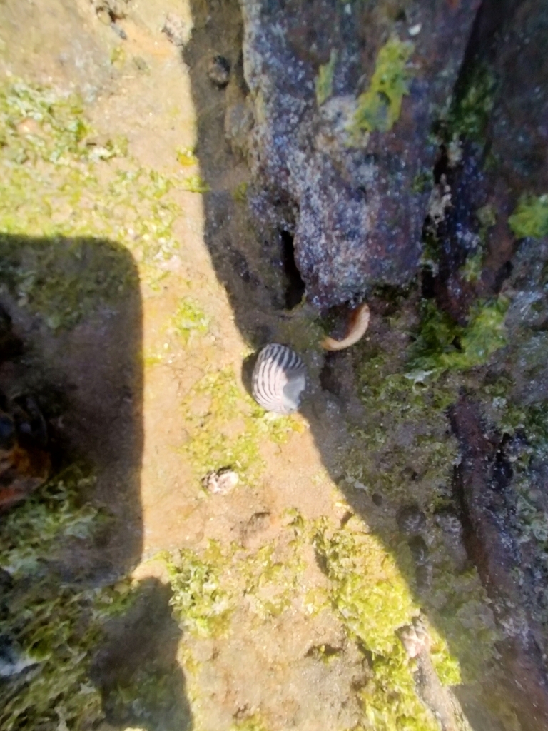 Zebra Top Snail from Woody Head NSW 2466, Australia on November 26 ...