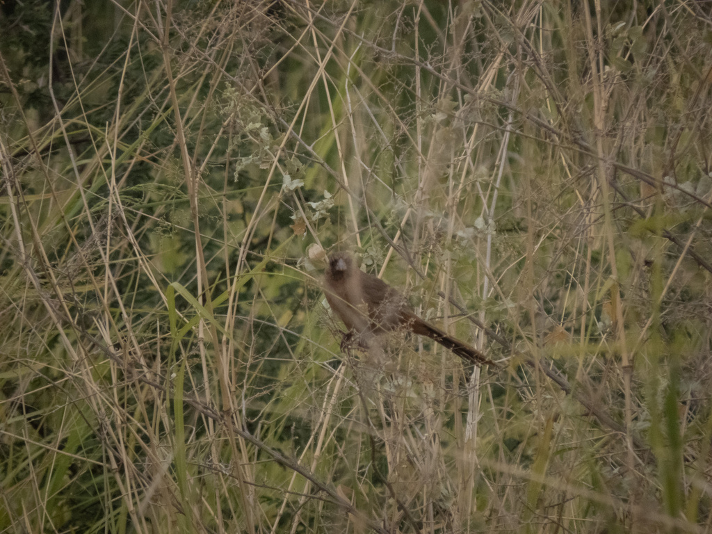 Abert's Towhee from Marana, AZ, US on June 19, 2023 at 05:18 PM by ...