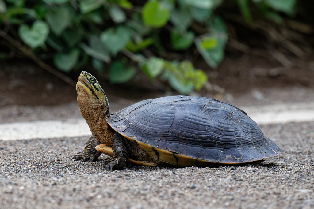 South Asian Box Turtle in December 2023 by Martin Walsh · iNaturalist