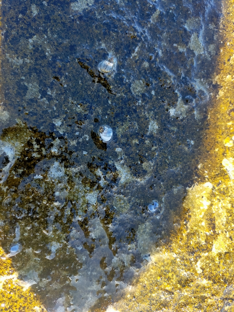 Little Blue Periwinkle from Woody Head NSW 2466, Australia on November ...