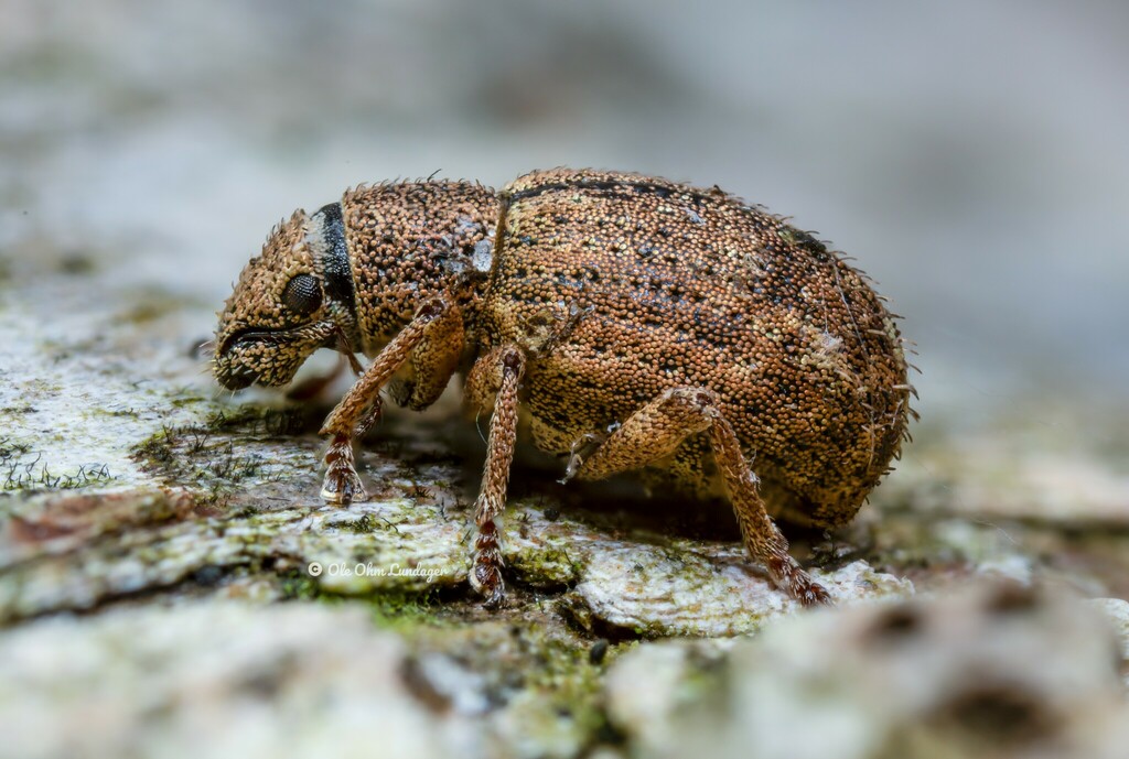 Nut Leaf Weevil from 8600 Silkeborg, Danmark on December 6, 2023 at 12: ...