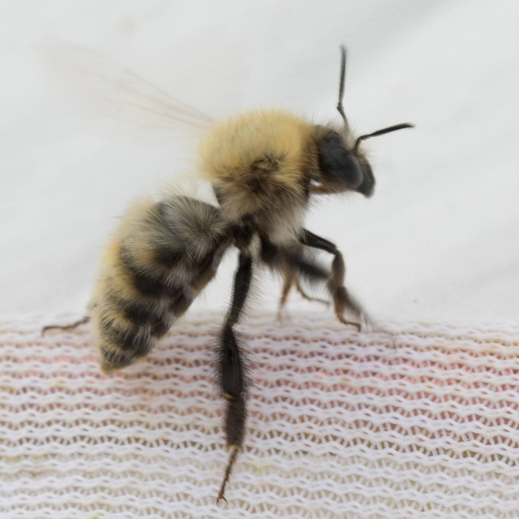 Common Carder Bumble Bee from 17370 Le Grand-Village-Plage, France on ...