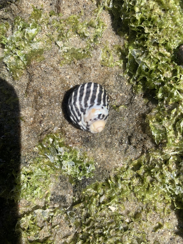 Zebra Top Snail from Bundjalung National Park, Woody Head, NSW, AU on ...