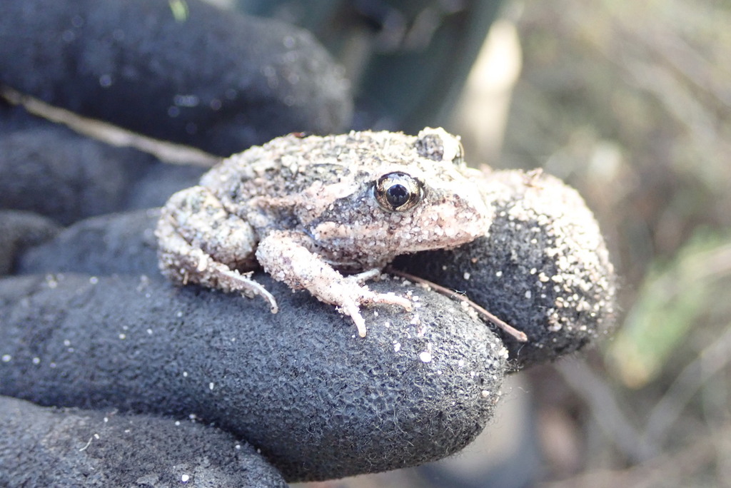 Eastern Banjo Frog from Douglas VIC 3409, Australia on November 21 ...