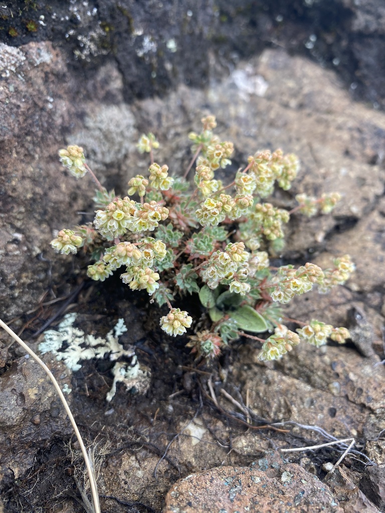 Berg Stackleaf from Ukhahlamba Drakensberg Park, Bergville, KZN, ZA on ...