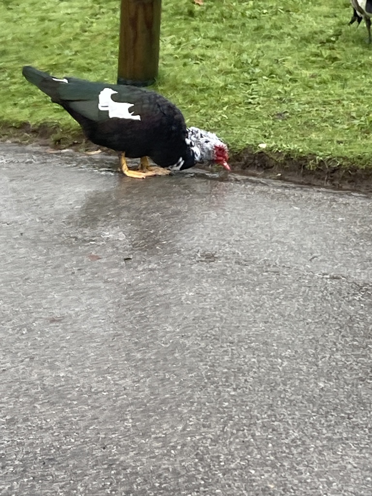 Domestic Muscovy Duck from Newstead, Nottingham, England, GB on ...