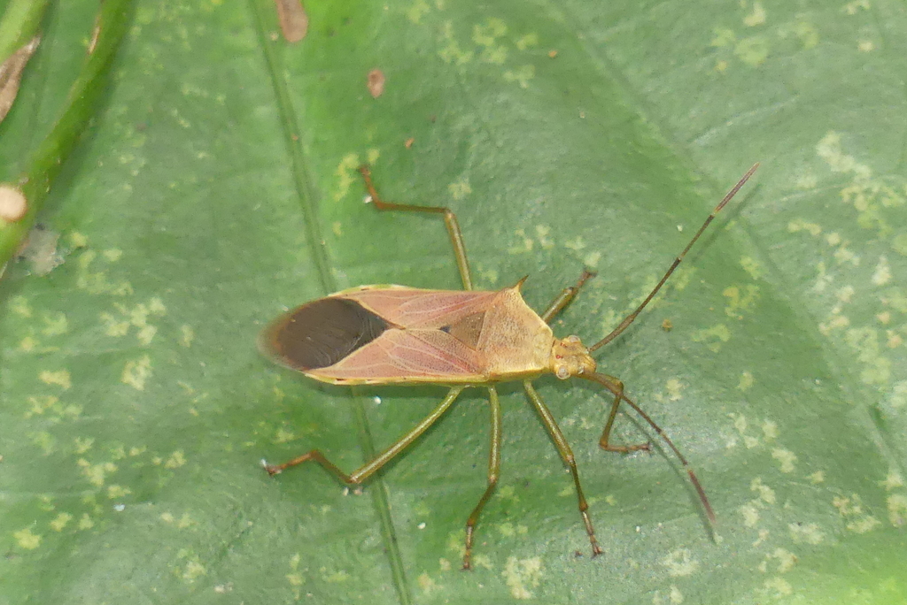 Plinachtus acicularis from RW2R+7HR, Suthep, Mueang Chiang Mai ...