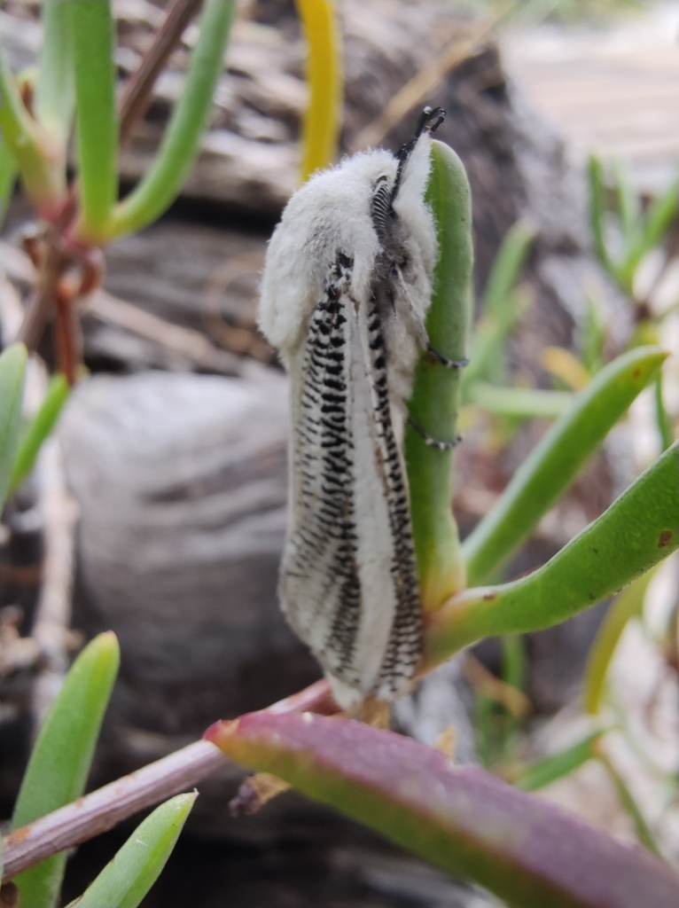 White Striped Goat from Bergrivier Municipality, South Africa on ...
