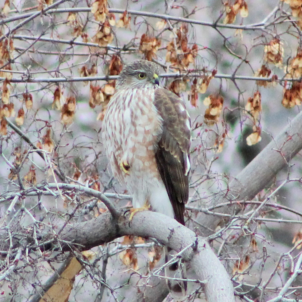 Sharp-shinned Hawk from Alpine, UT 84004, USA on April 2, 2019 at 09:33 ...
