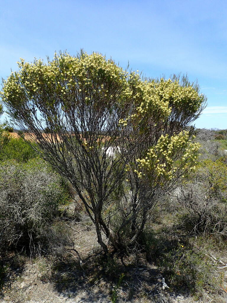 broombush in December 2023 by Mark Hura · iNaturalist