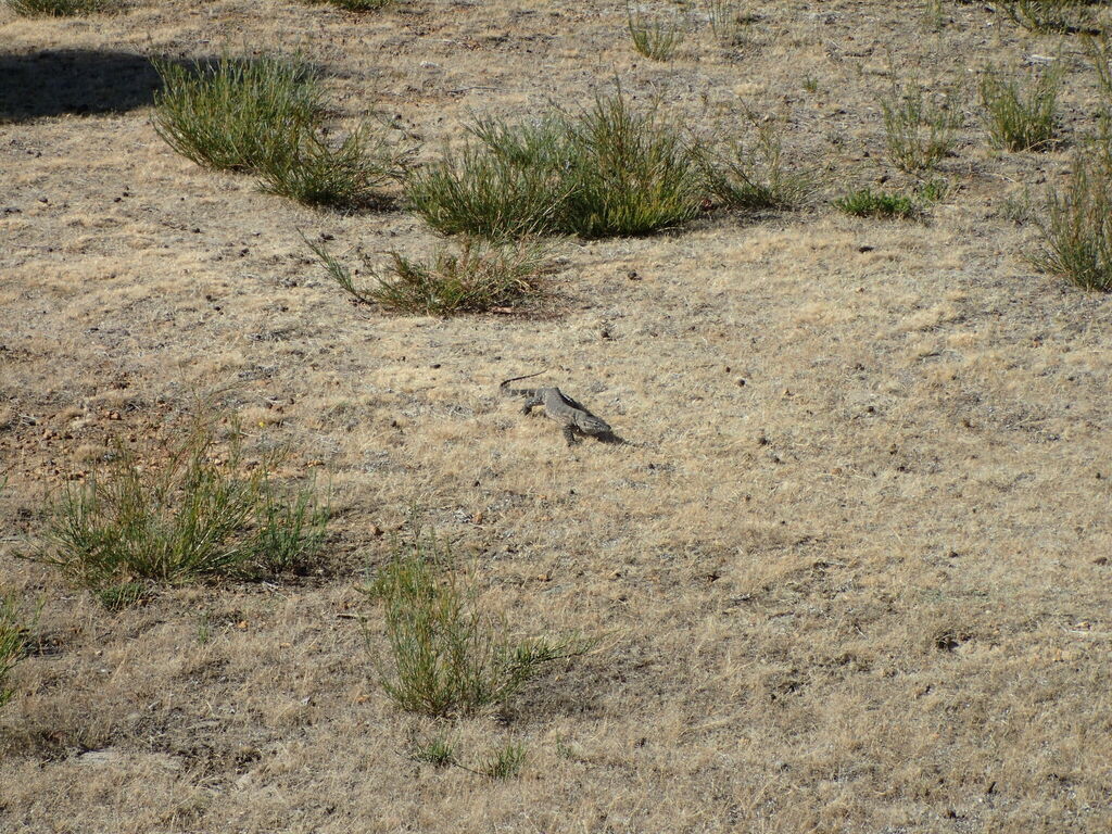 Southern Heath Monitor from Stun'Sail Boom SA 5223, Australia on ...