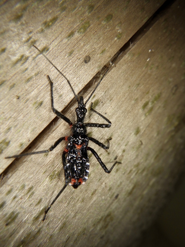 Japanese Assassin Bug from 金剛院, 舞鶴市, 京都府, JP on December 9, 2023 at 02: ...