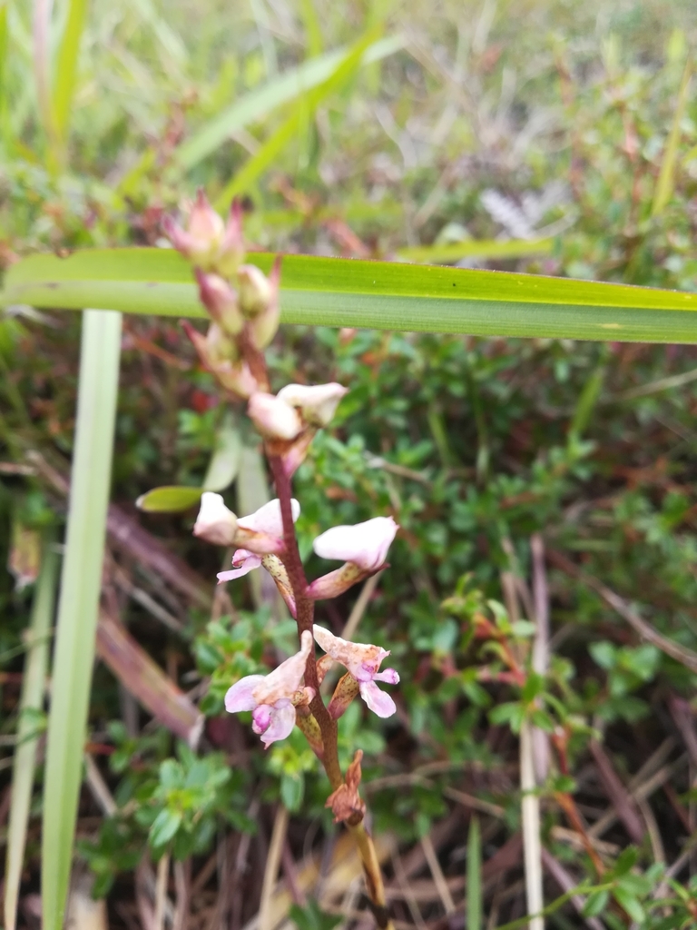 Pure Wolfsbane DIsa in November 2023 by lynn3bee · iNaturalist
