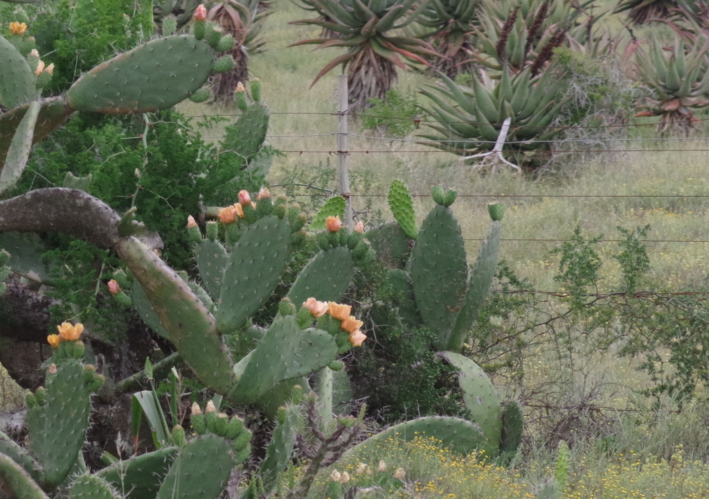 Indian fig opuntia from Grahamstown towards the N10 near Kommadagga via ...
