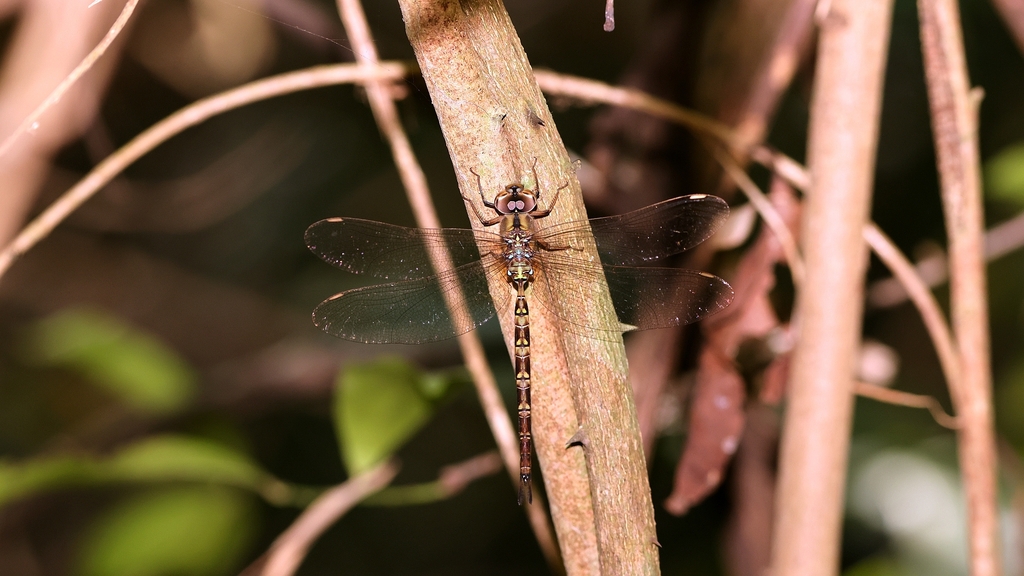 Dingy Duskhawker in December 2023 by Goofy Ko · iNaturalist