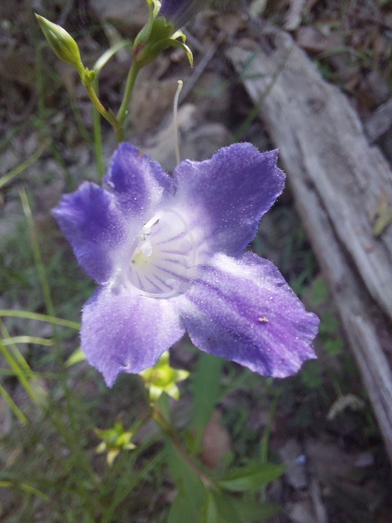 koala bells from Brisbane QLD, Australia on December 9, 2023 at 04:20 ...