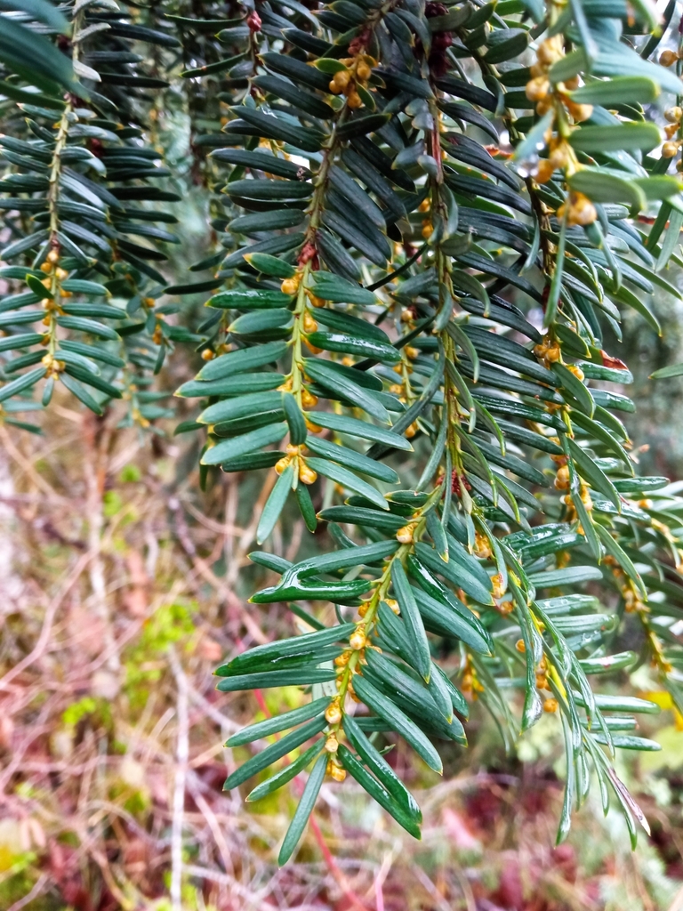 common yew from Ain, Rhône-Alpes, FR on December 9, 2023 at 01:05 PM by ...