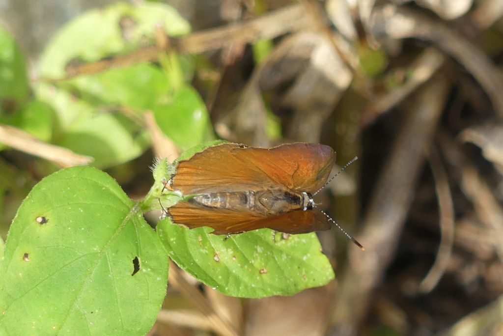 Common Red Flash from RW2R+7HR, Suthep, Mueang Chiang Mai, Province de ...