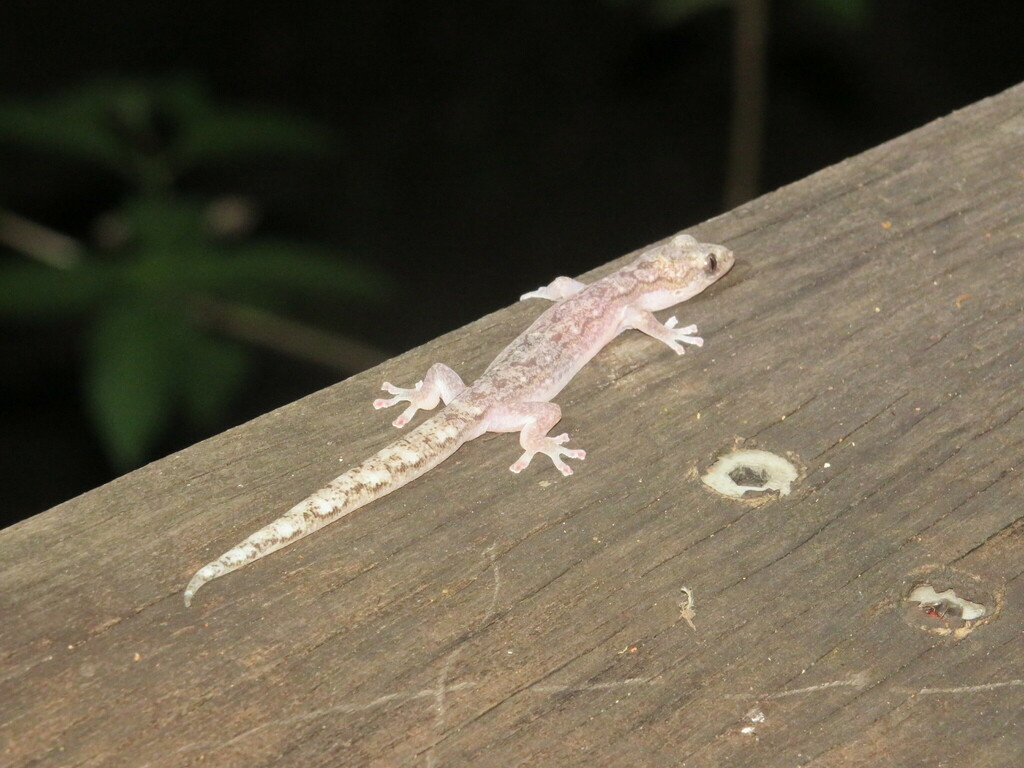 Clouded Velvet Gecko from Brisbane QLD, Australia on December 9, 2023 ...