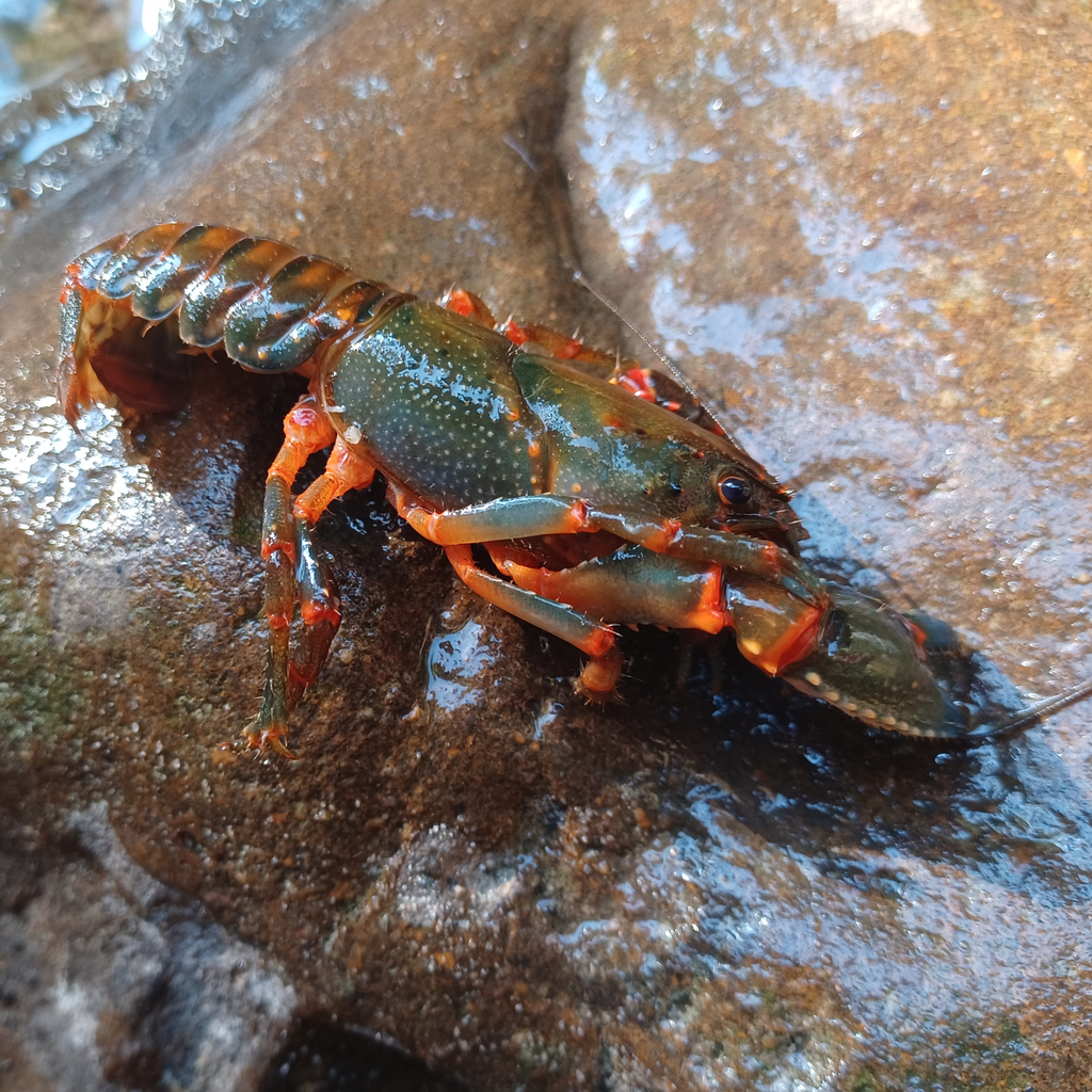 Giant Spiny Crayfish in December 2023 by Adrian Power. very excited to ...
