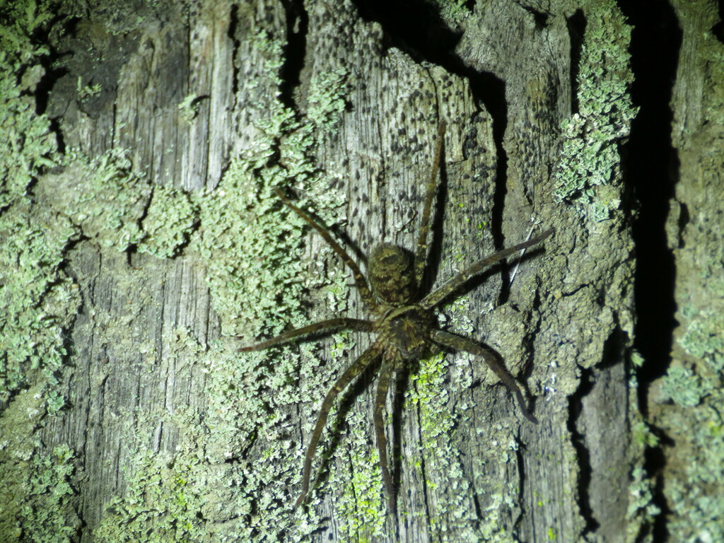 Giant Huntsman Spiders from Brisbane QLD, Australia on December 9, 2023 ...