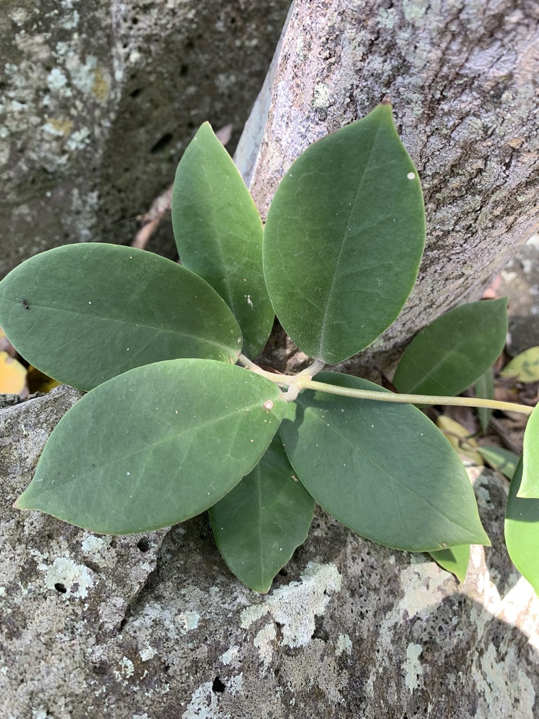native hoya from Mon Repos Conservation Park, Mon Repos, QLD, AU on ...