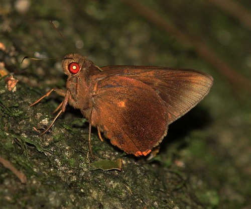 Orange-ciliate Palmer (Zela zeus) · iNaturalist