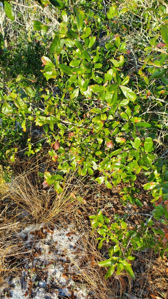 Chapman's Oak from Sebring, FL 33872, USA on December 9, 2023 at 08:17 ...