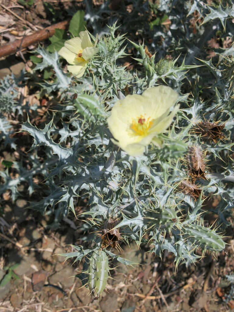 Mexican Poppy from Zambezi Region, Namibia on November 27, 2023 at 12: ...
