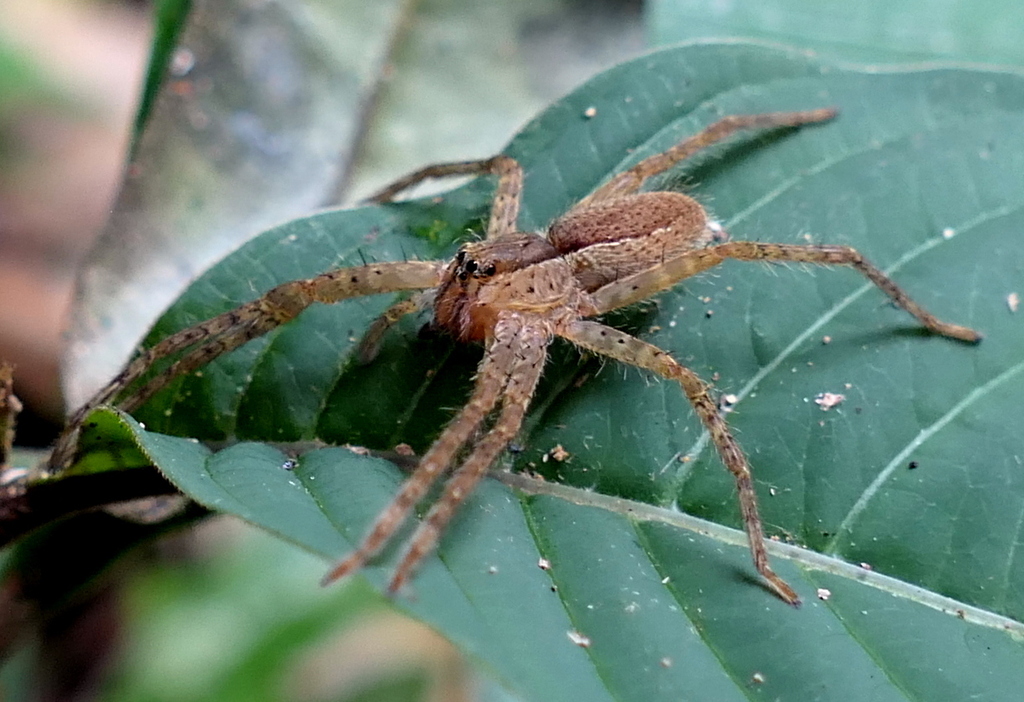 Two spotted Bromeliad spider from Zona rural de Paudalho - Pernambuco ...