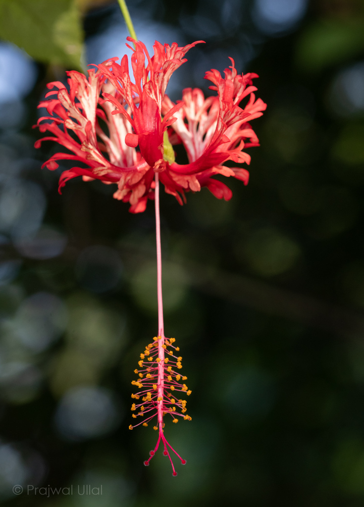 Spider Hibiscus (Hibiscus schizopetalus) - Botanical Realm
