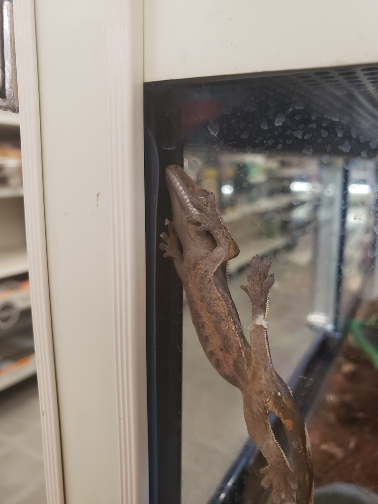 Crested Giant Gecko in December 2023 by ryananimallover · iNaturalist