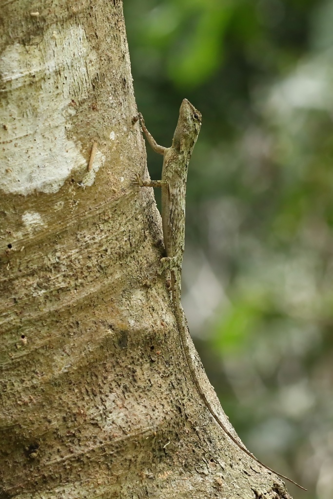 Philippine Flying Dragon from Masungi Georeserve, Kilometer 47 Marcos ...