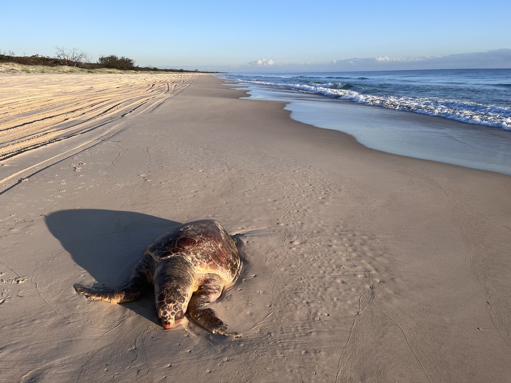 Loggerhead Sea Turtle from Bribie Island National Park and Recreation ...
