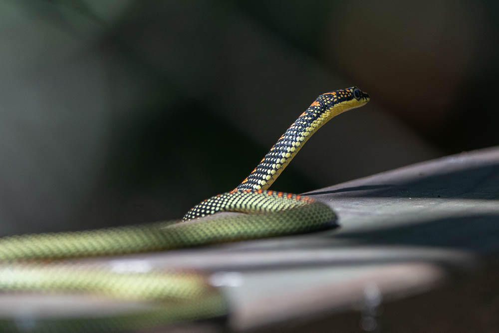 Paradise Flying Snake in October 2023 by Fran Wiesner · iNaturalist