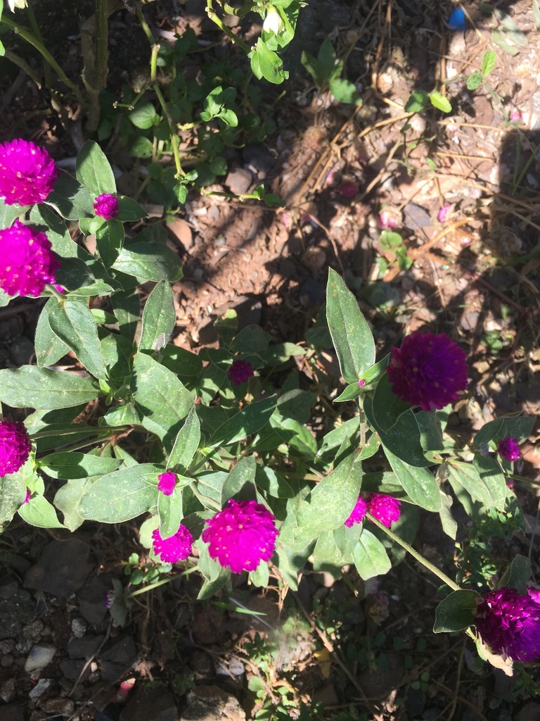 Globe amaranth from Veraguas, PA on December 9, 2023 at 10:04 AM by ...
