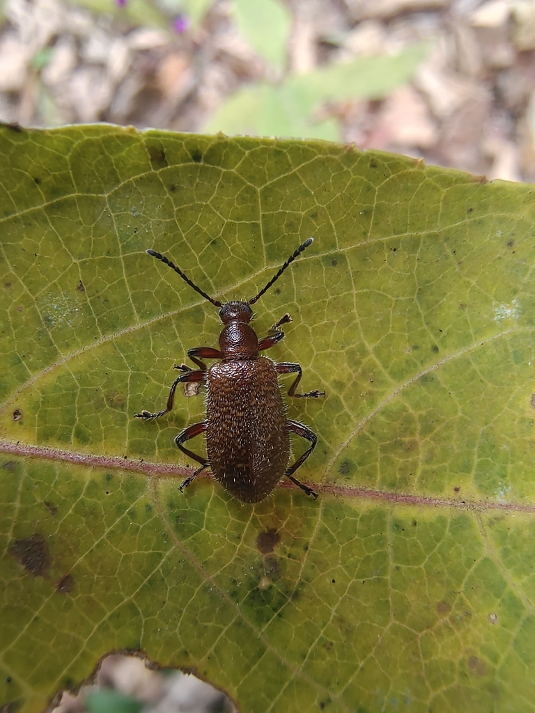 Cerogria from Yichun, CN-JX, CN on December 6, 2023 at 09:13 AM by ...