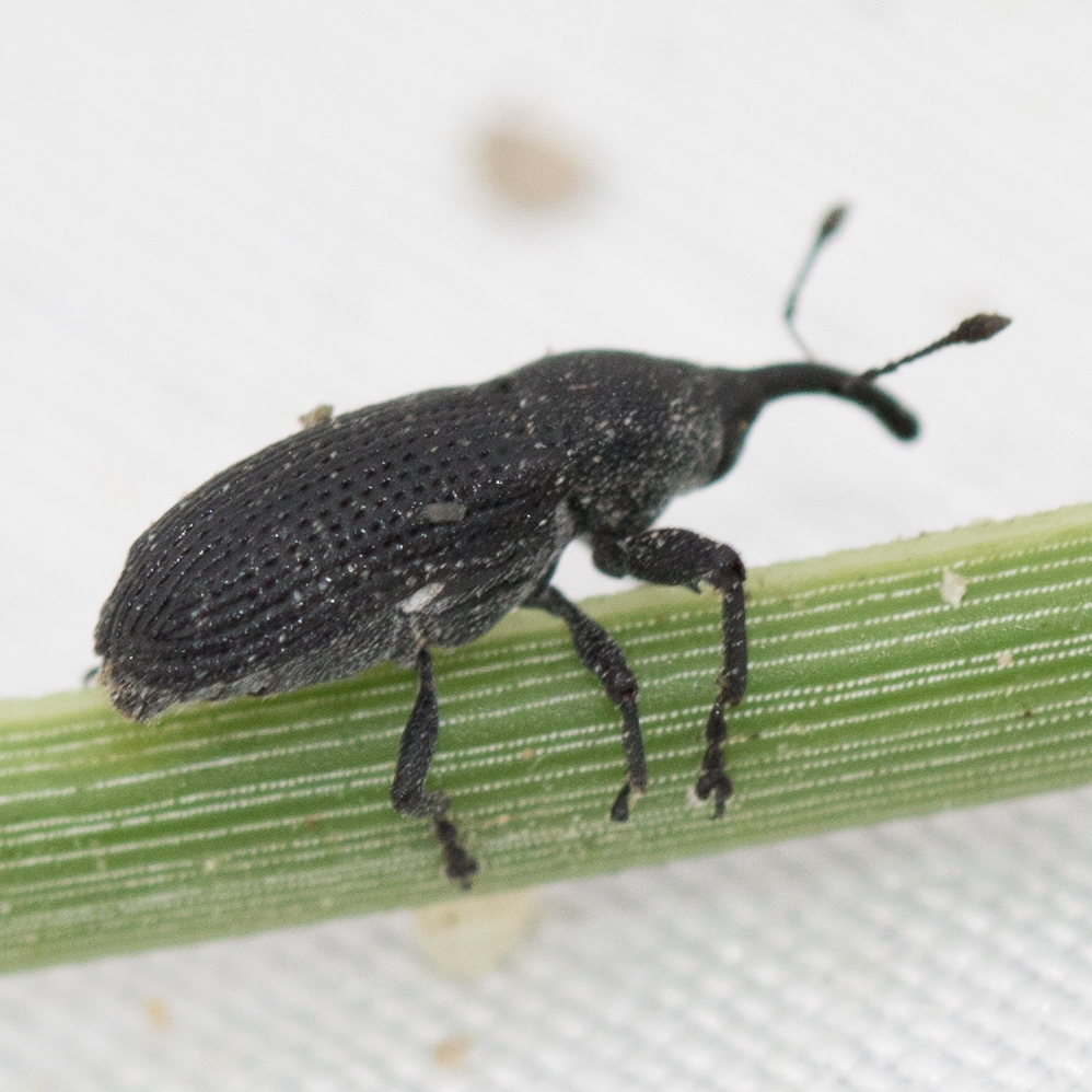 Magdalis from 17370 Saint-Trojan-les-Bains, France on August 18, 2021 ...