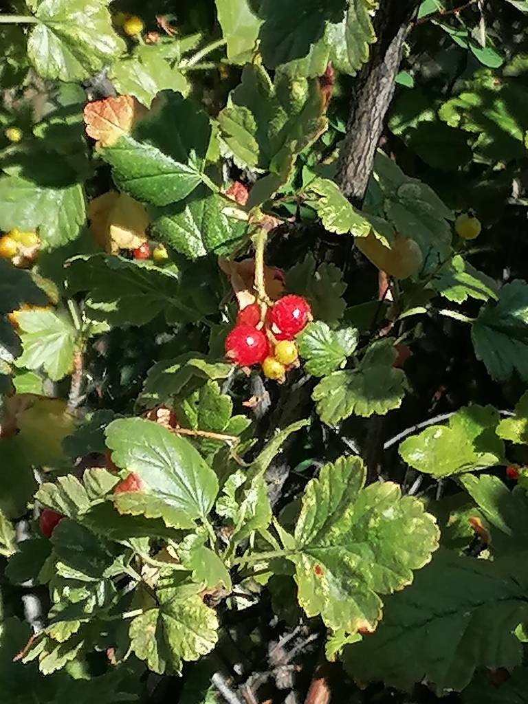 Mountain Currant from Upper Omalo, Georgien on August 20, 2023 at 03:12 ...