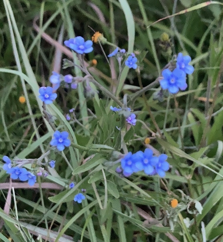 Chinese forget-me-not from Buuri, Meru, KE on December 9, 2023 at 06:25 ...