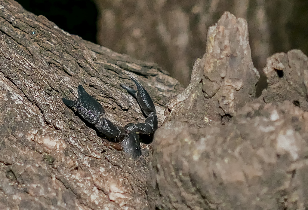 Tree Docile Scorpion from Kruger-Nationalpark Letaba Südafrika on ...