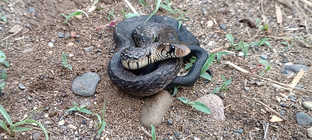 Central American Indigo Snake from 43359 Hgo., México on October 26 ...