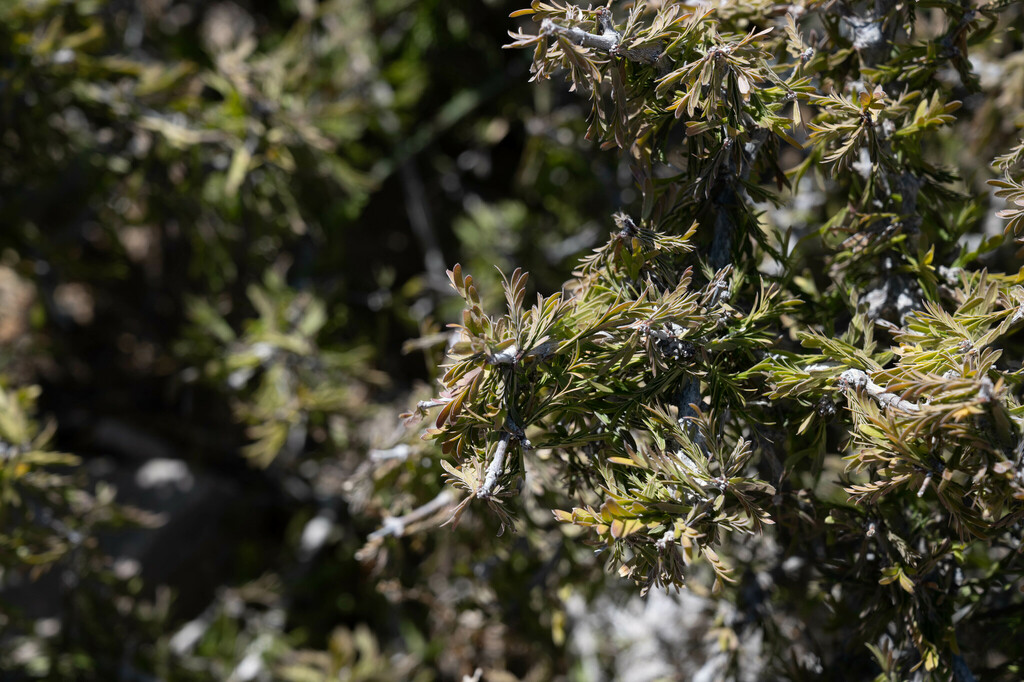 Texas lignum-vitae from Brewster County, TX, USA on February 24, 2023 ...