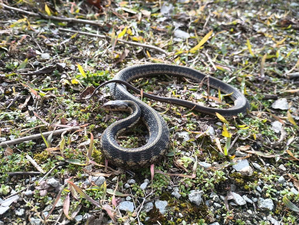 Chicago Garter Snake from Ganeer Township, IL, USA on December 9, 2023 ...
