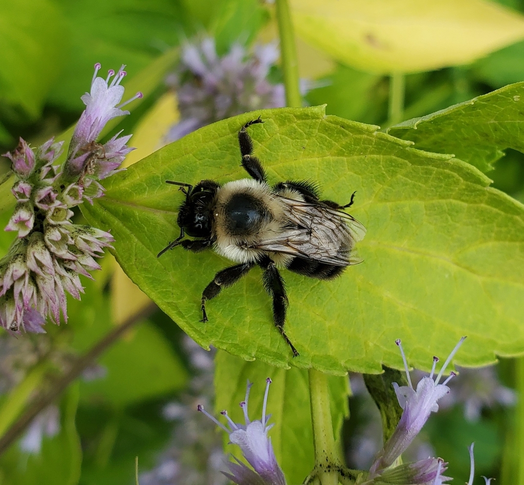 Common Eastern Bumble Bee from Mansfield, CT 06269, USA on August 30 ...